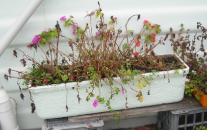 Planter pots - Asbestos Product Guide